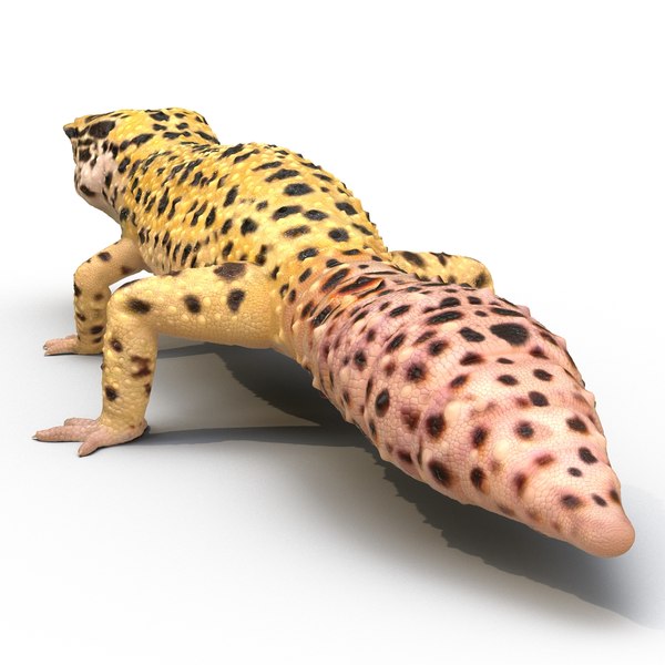 leopard gecko 3d model