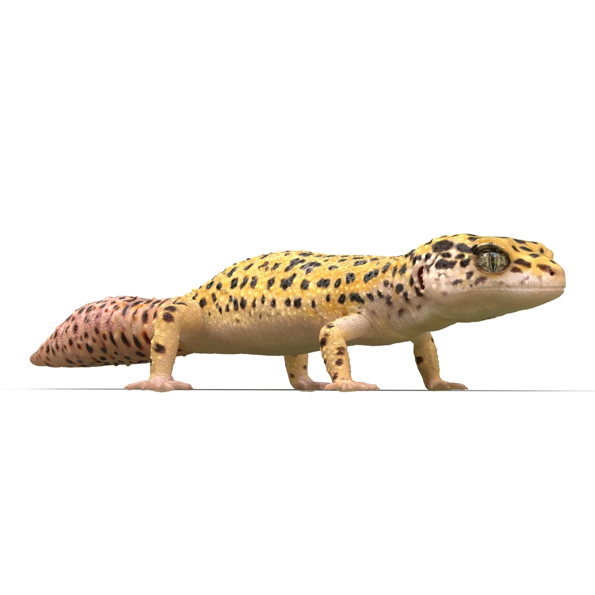 leopard gecko 3d model