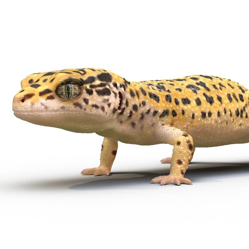 leopard gecko 3d model