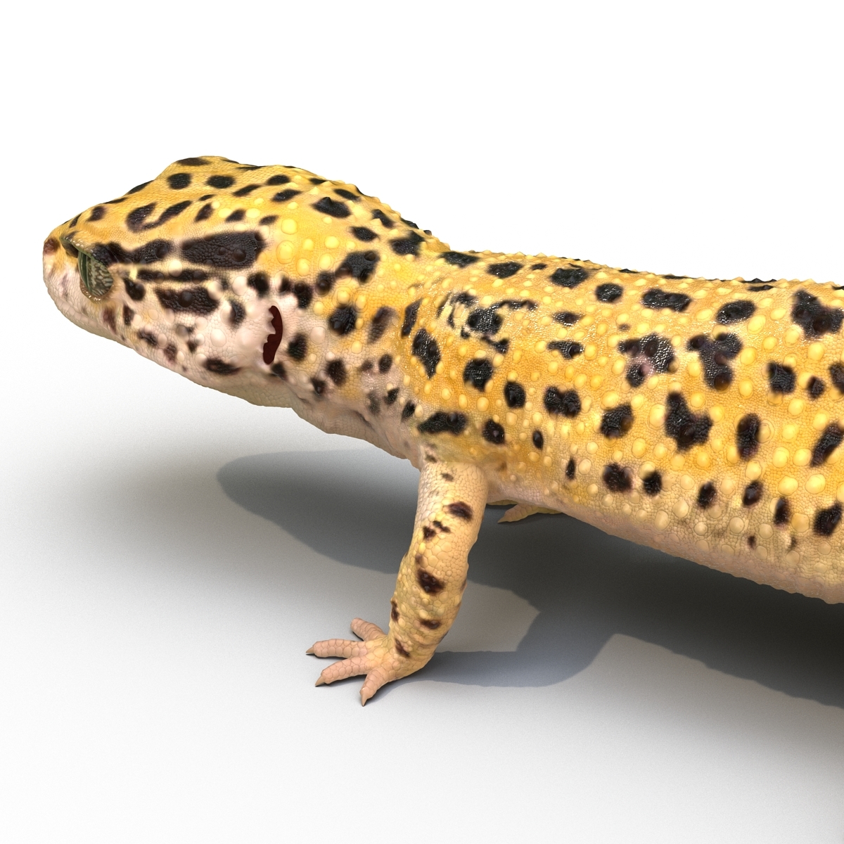 leopard gecko 3d model