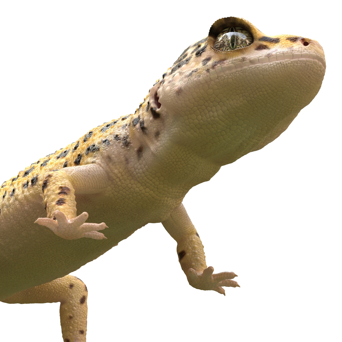 leopard gecko 3d model