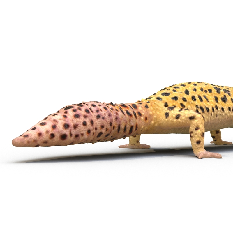 leopard gecko 3d model