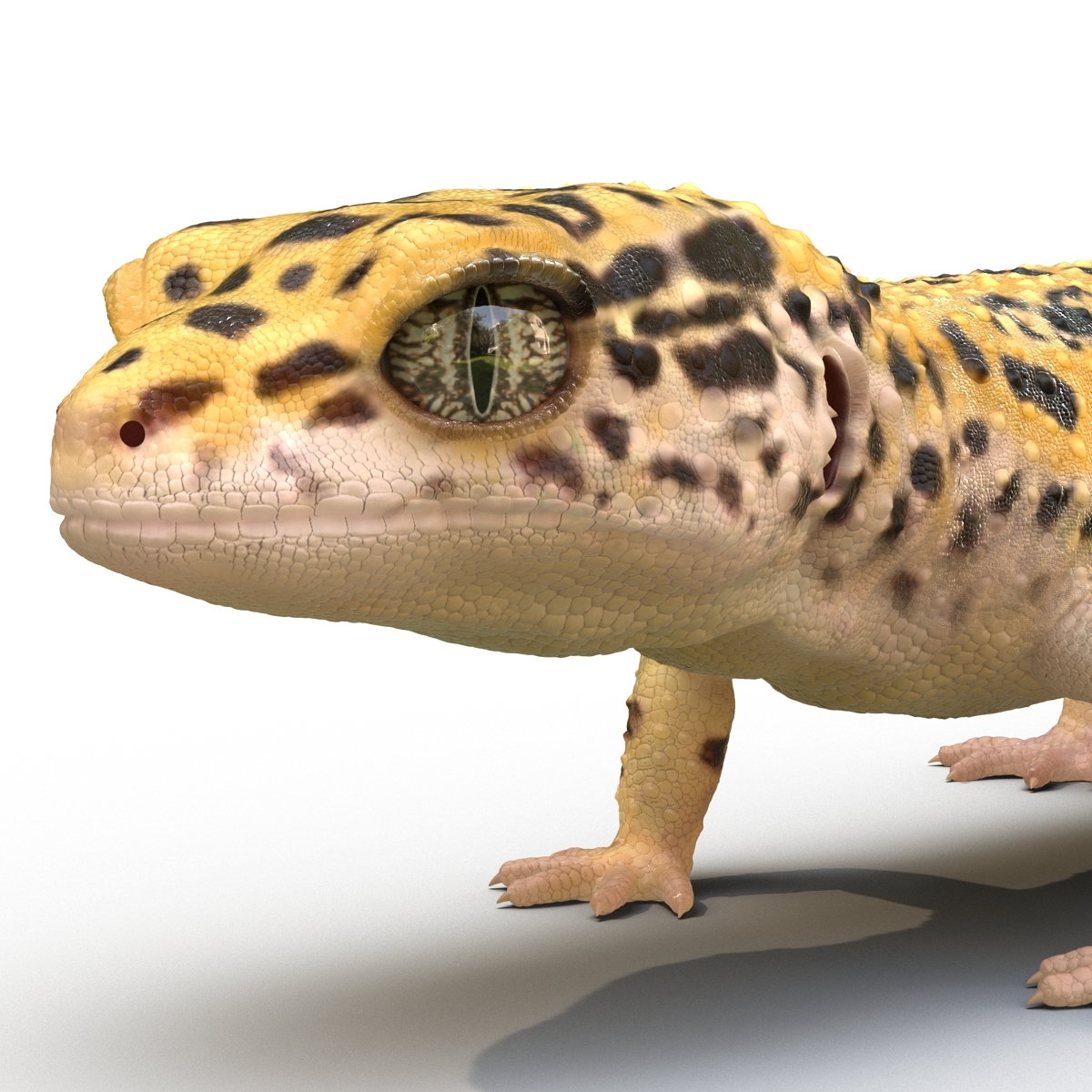 leopard gecko 3d model