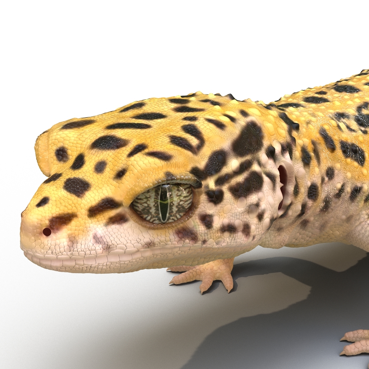 leopard gecko 3d model