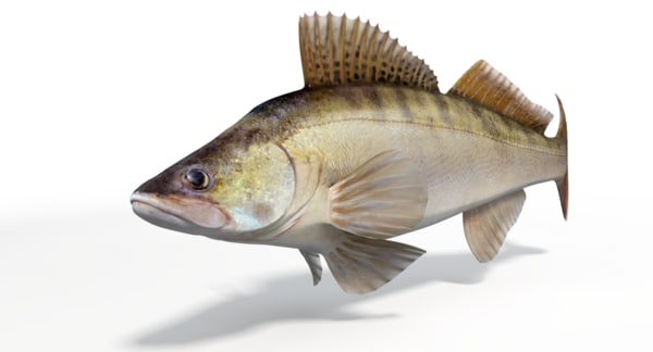 3d model zander fish animation