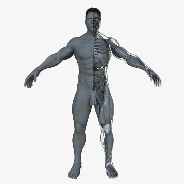 modelo 3d Proyecto de anatomía masculina definitiva - TurboSquid 1026390