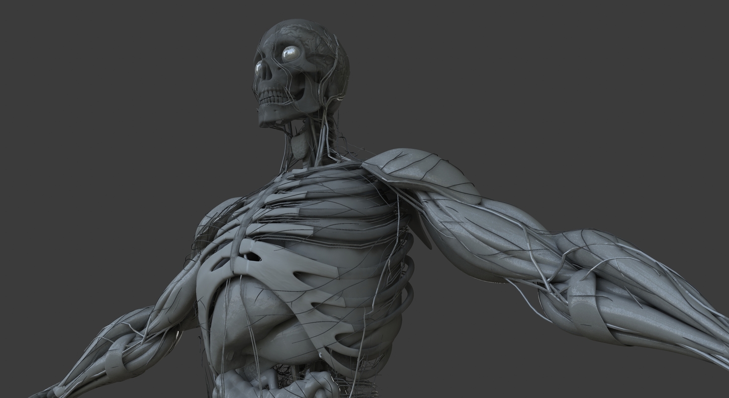 3d ultimate male anatomy project