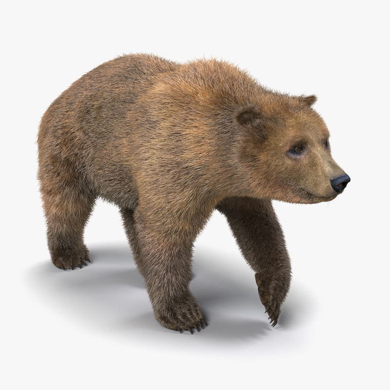 brown bear fur pose 3d model