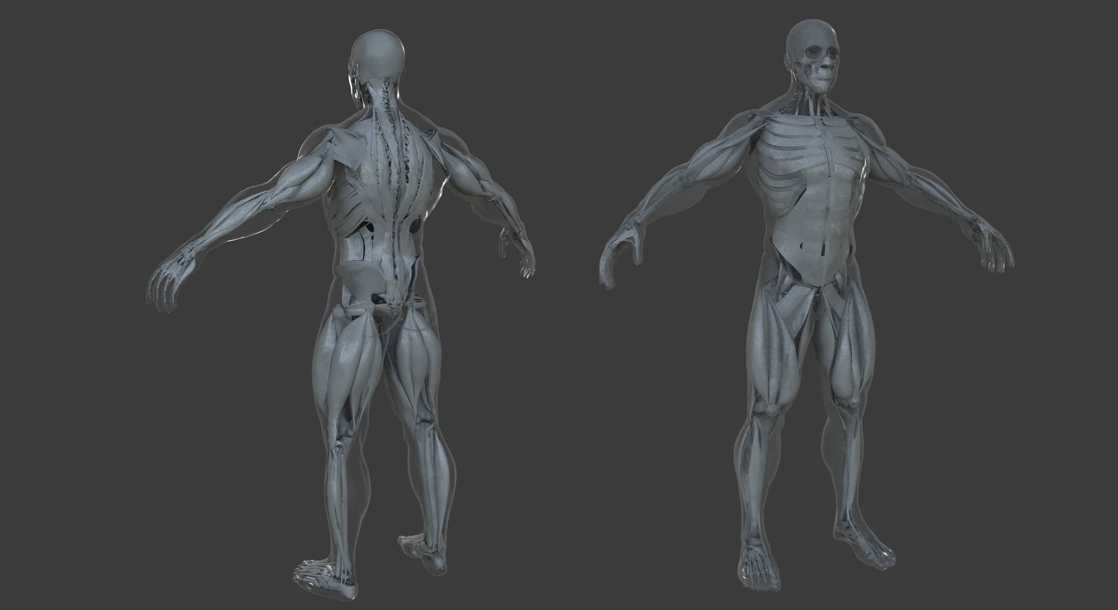 Projeto final de anatomia masculina Modelo 3D - TurboSquid 1026390