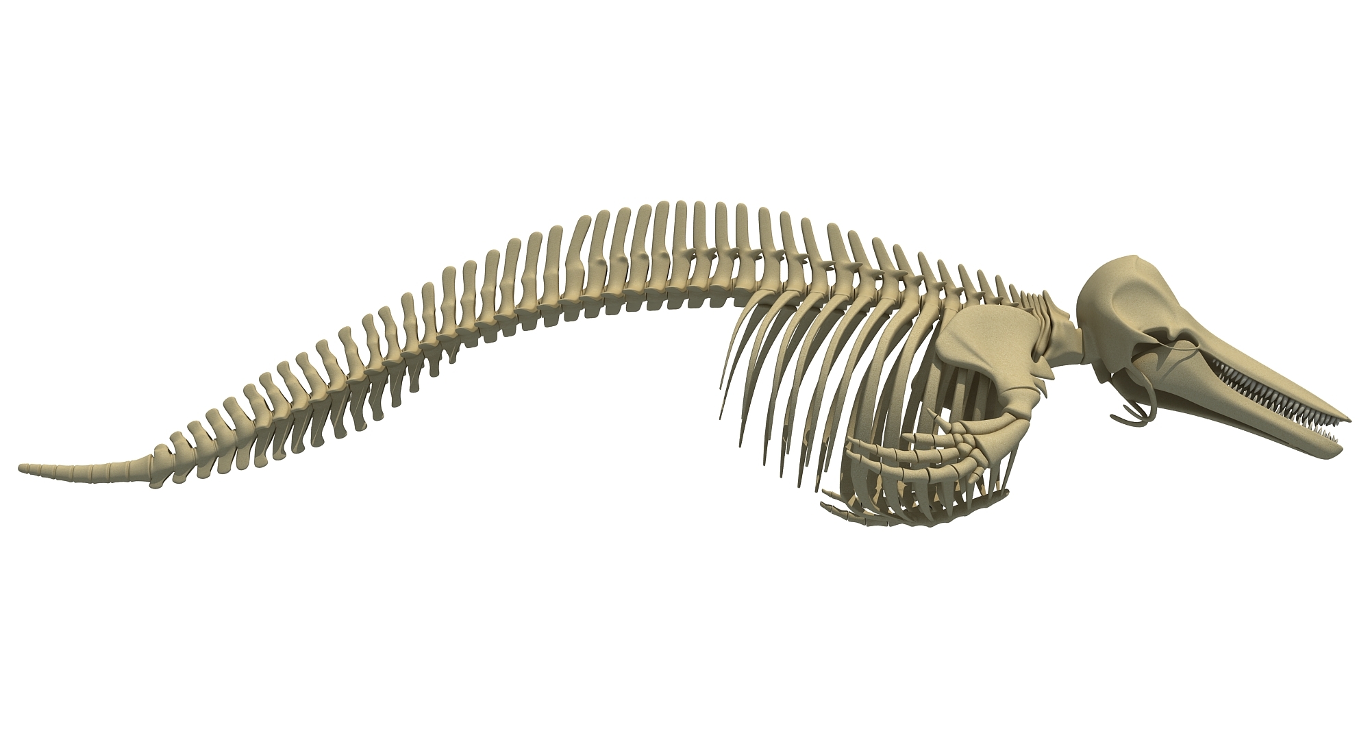 dolphin skeleton animal 3d max