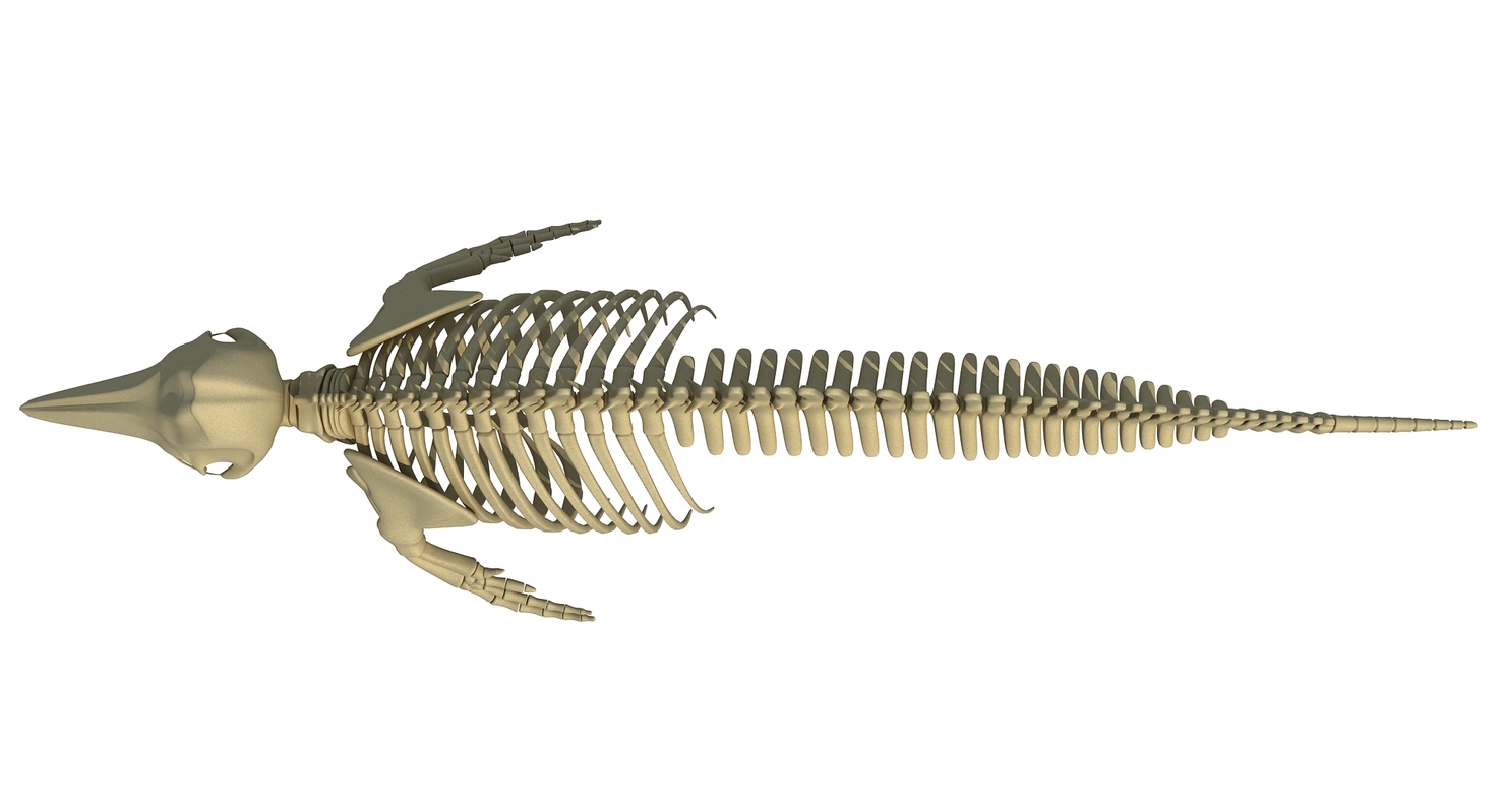 dolphin skeleton animal 3d max
