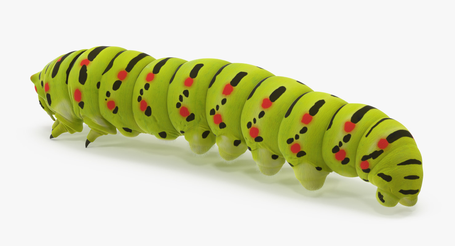 caterpillar poses max