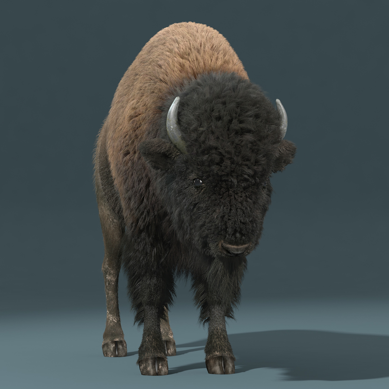 max american bison fur