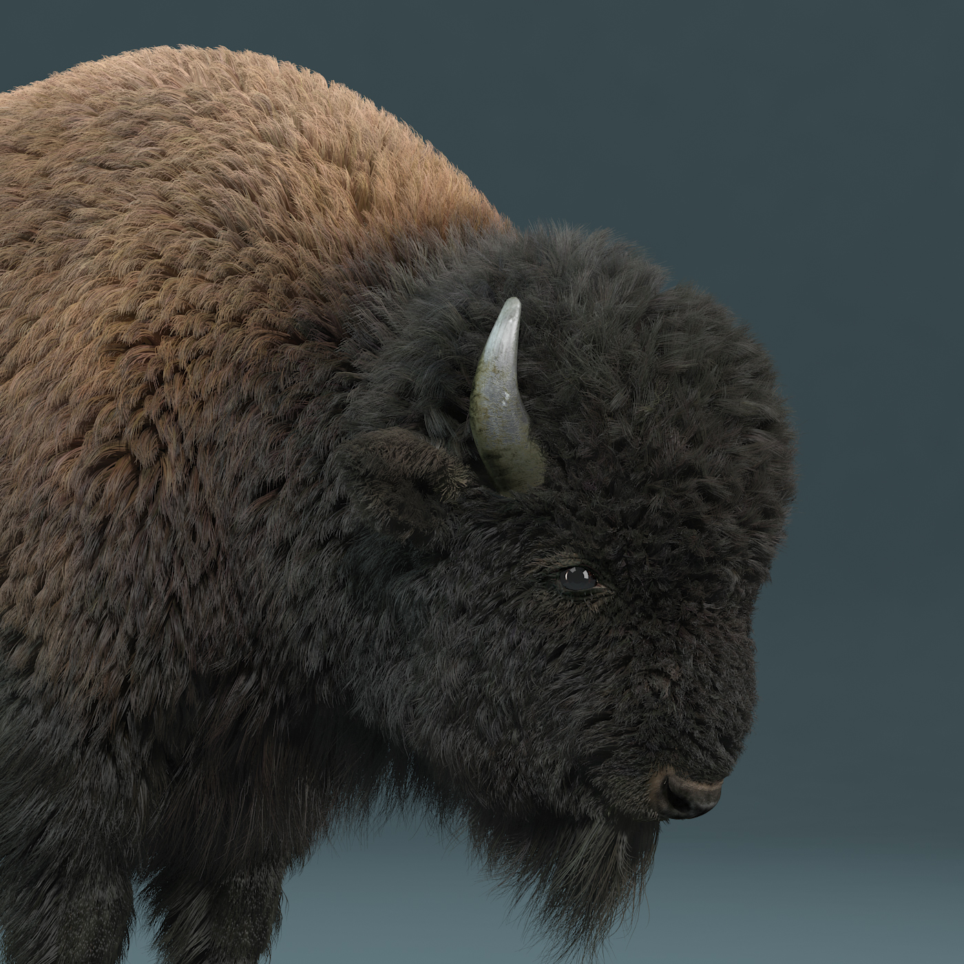max american bison fur