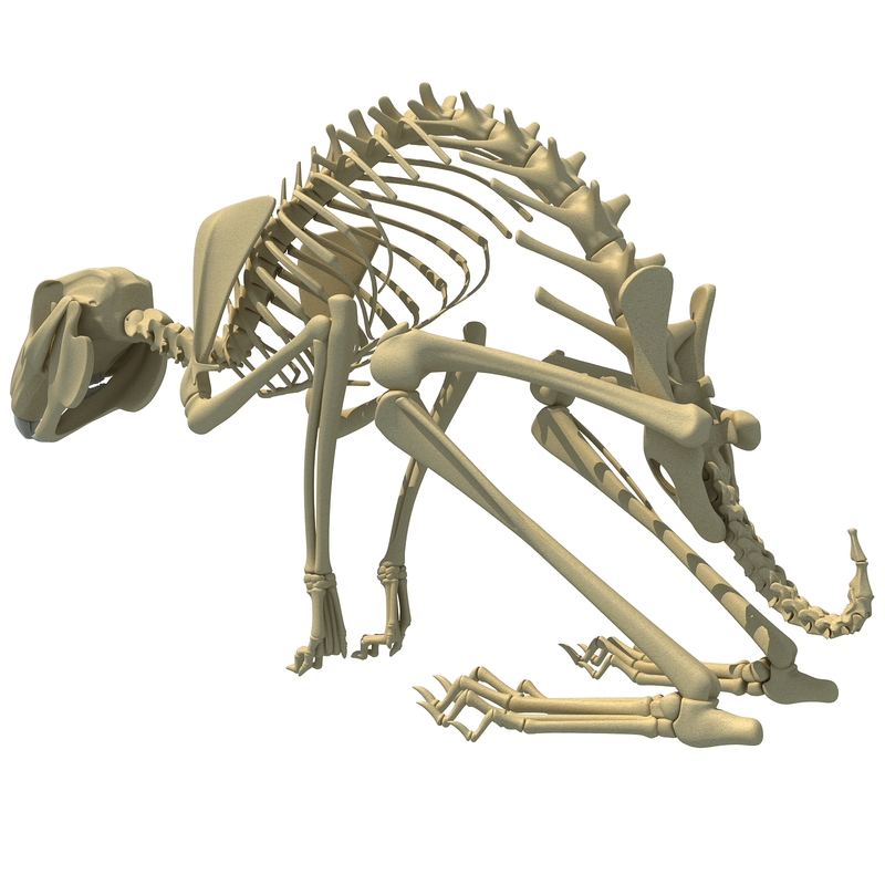 3d rabbit skeleton animal model