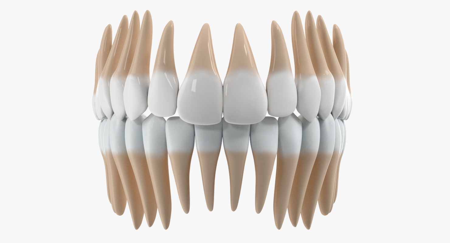 teeth anatomy dxf