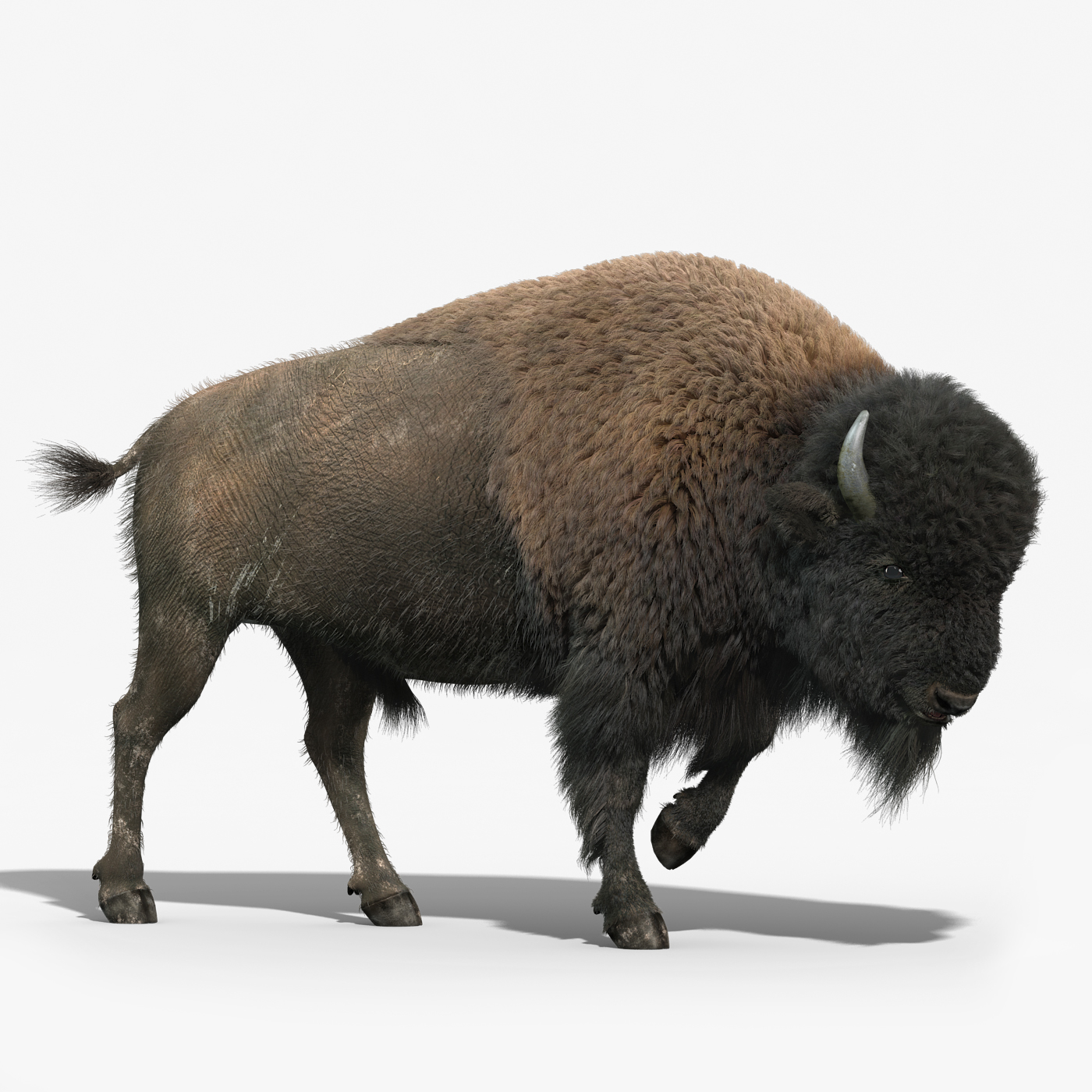 max american bison fur rigged