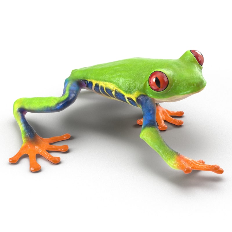 red eyed tree frog 3d model