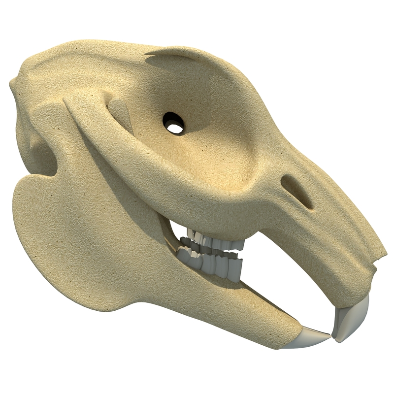 rabbit skull skeleton 3d lwo