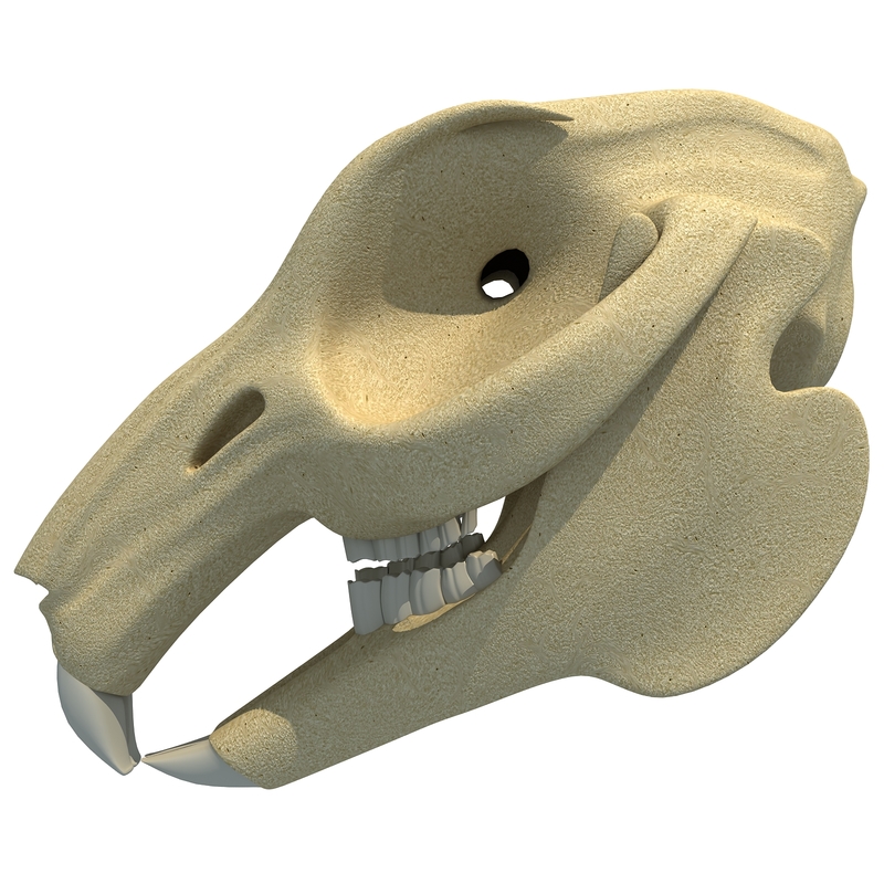 rabbit skull skeleton 3d lwo