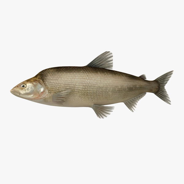 muksun fish animation max