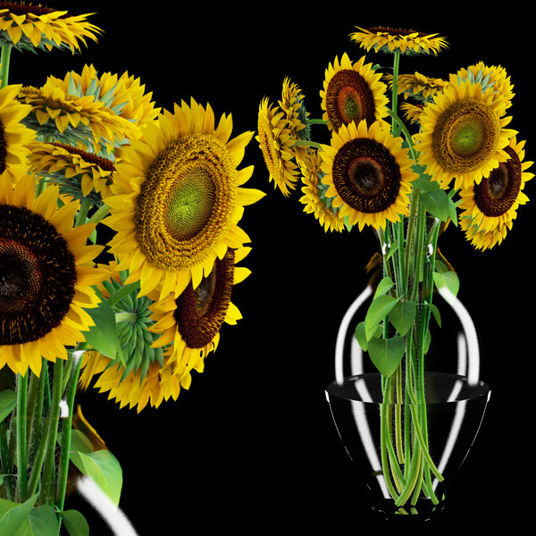 Sunflower 3D Models for Download | TurboSquid