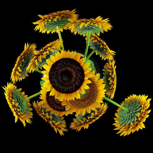 3d sunflower flower
