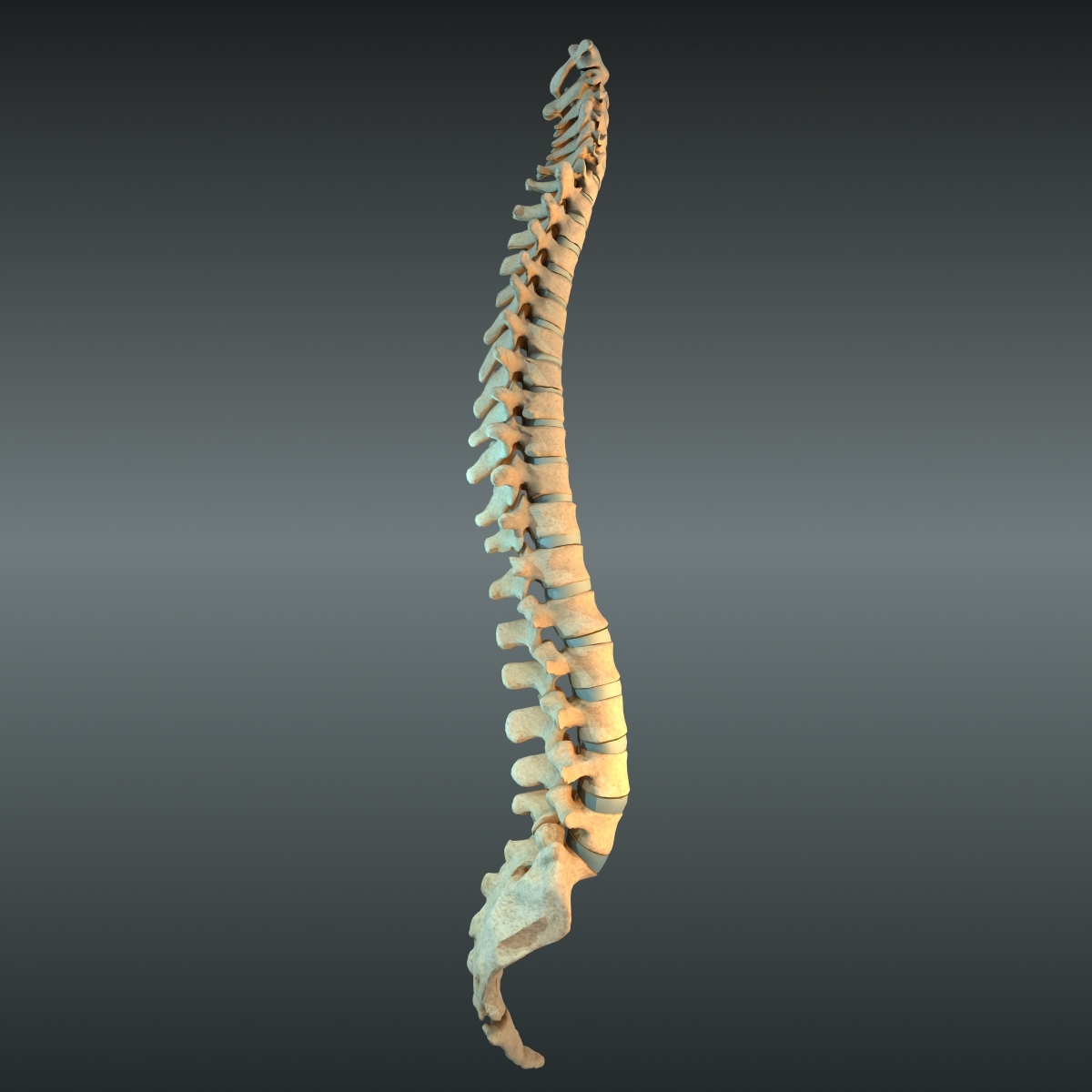 fbx human spine