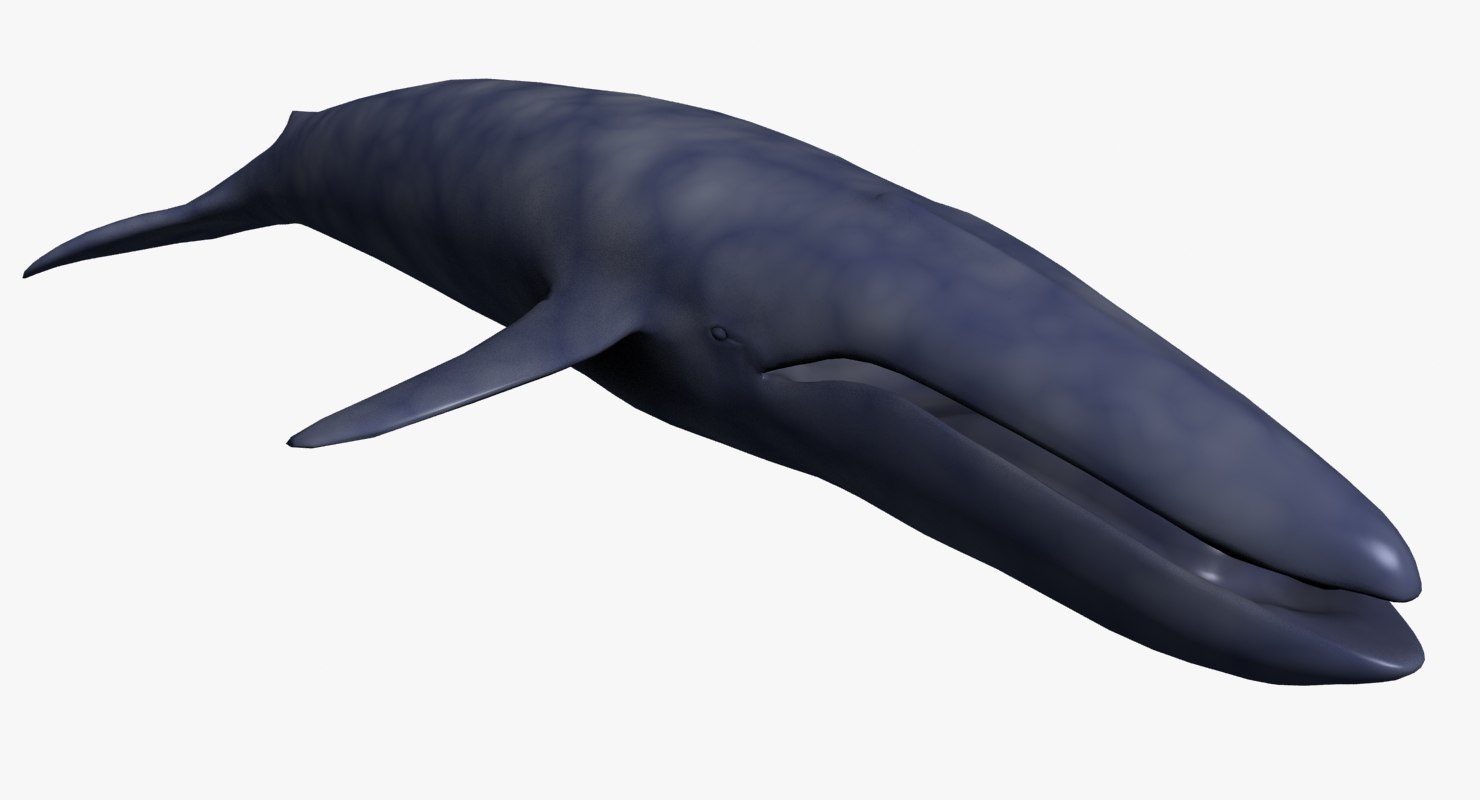 modelo 3d Ballena - TurboSquid 1028982