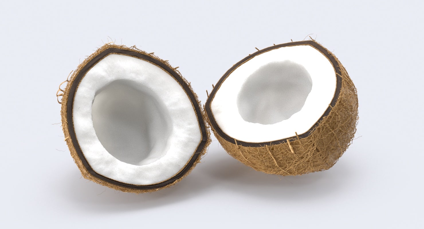 3d model coconut cross section