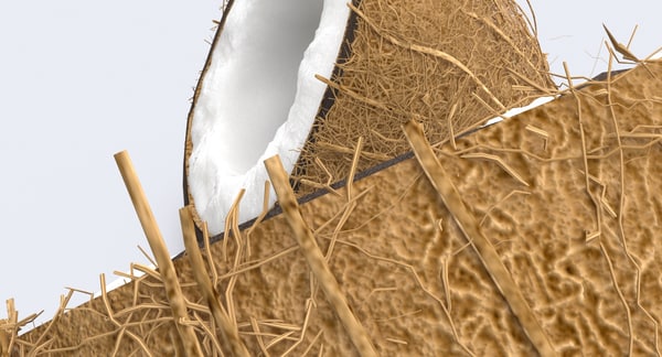 3d model coconut cross section