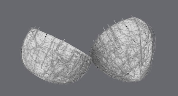3d model coconut cross section