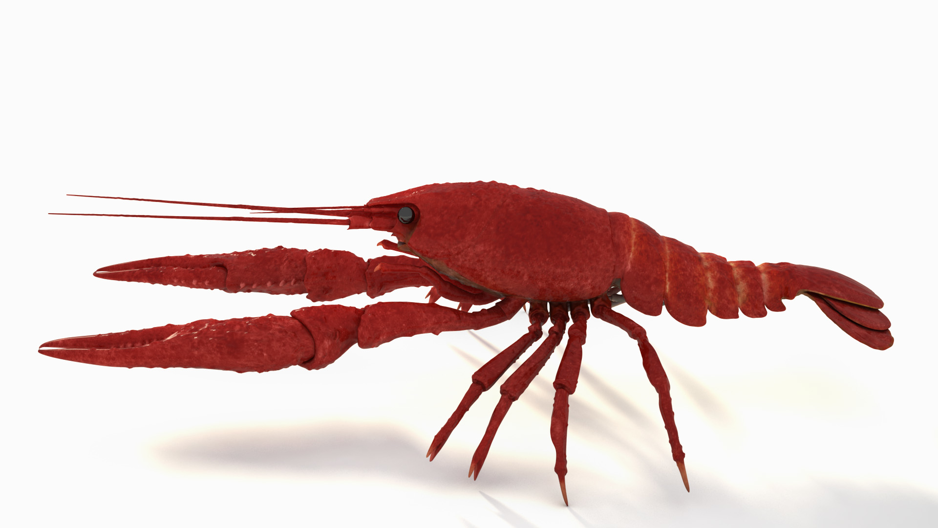 rigged crayfish 3d model