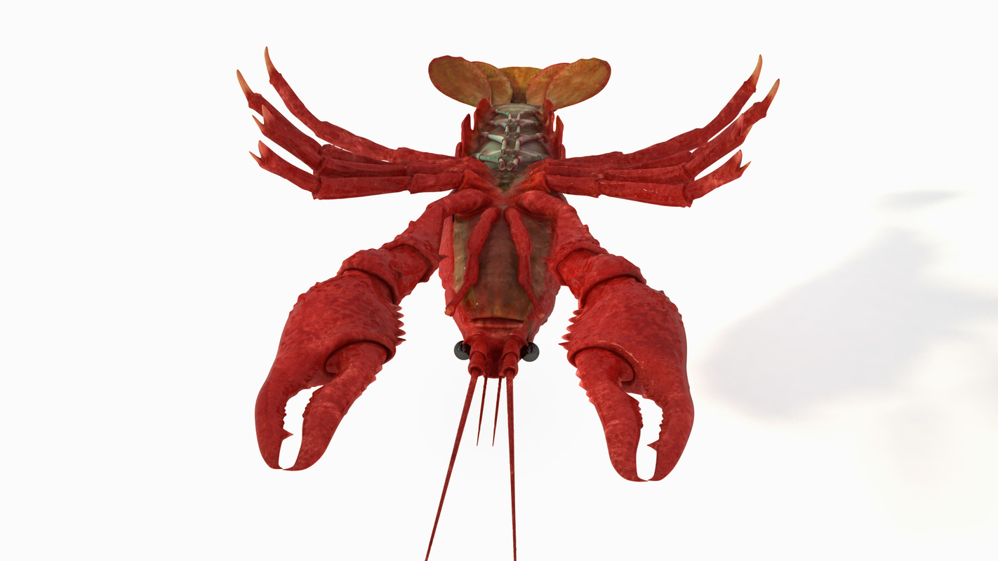 rigged crayfish 3d model