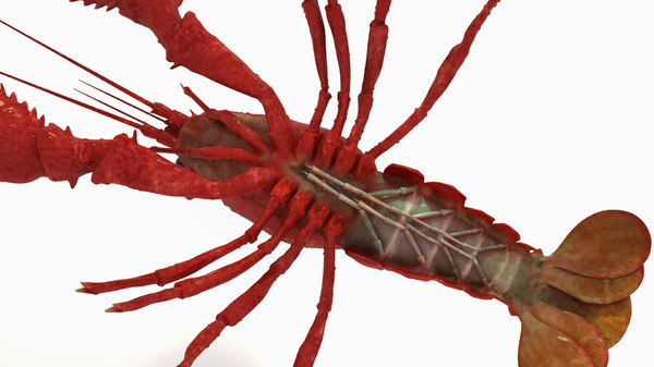 rigged crayfish 3d model