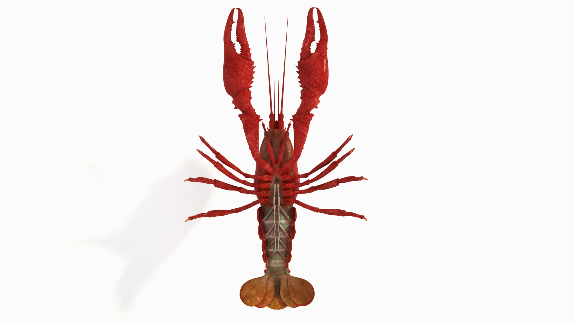 rigged crayfish 3d model