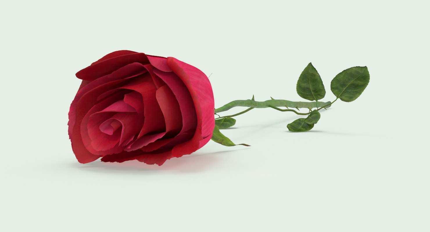 3d laying rose