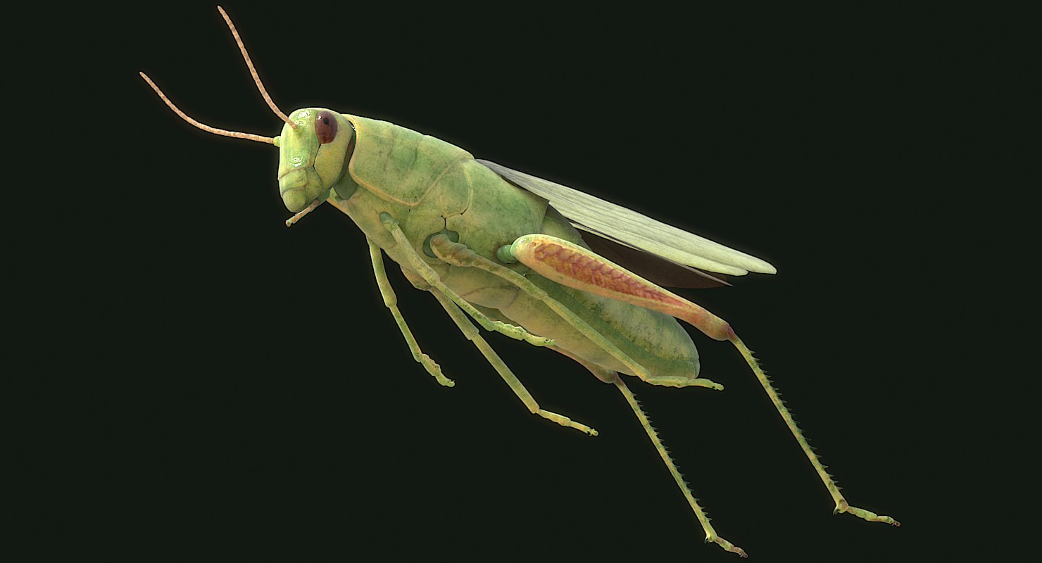 rigged grasshopper obj