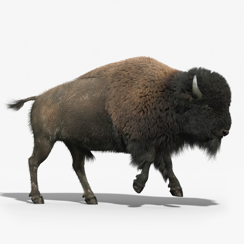american bison fur animation 3d max