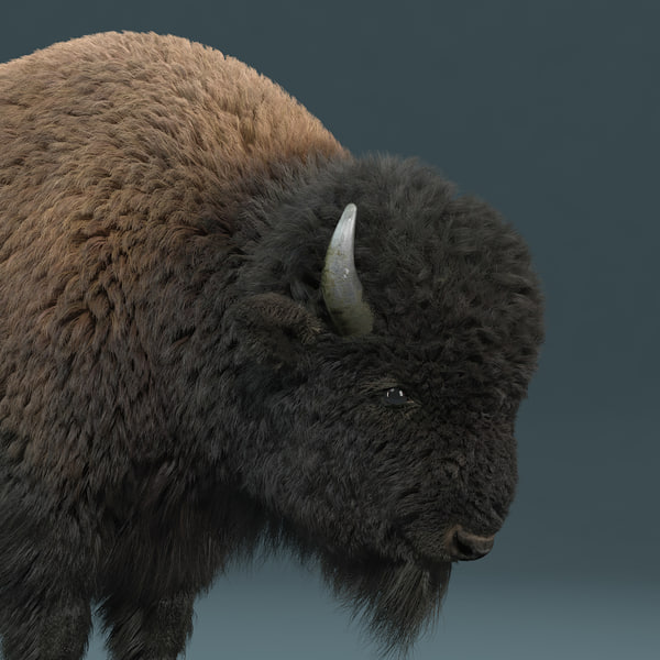 american bison fur animation 3d max