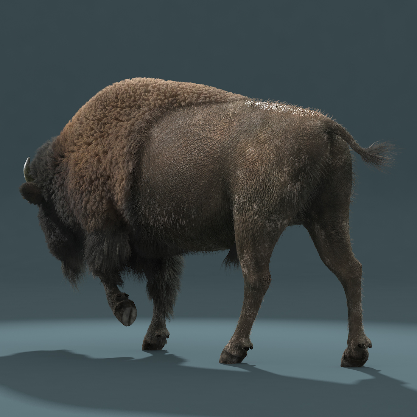 american bison fur animation 3d max