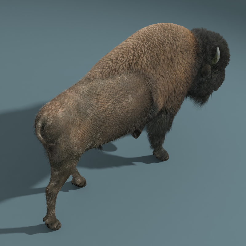 american bison fur animation 3d max