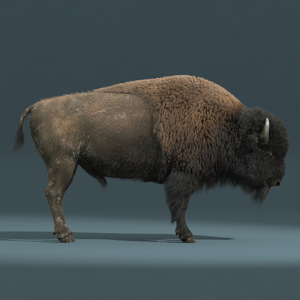 american bison fur animation 3d max