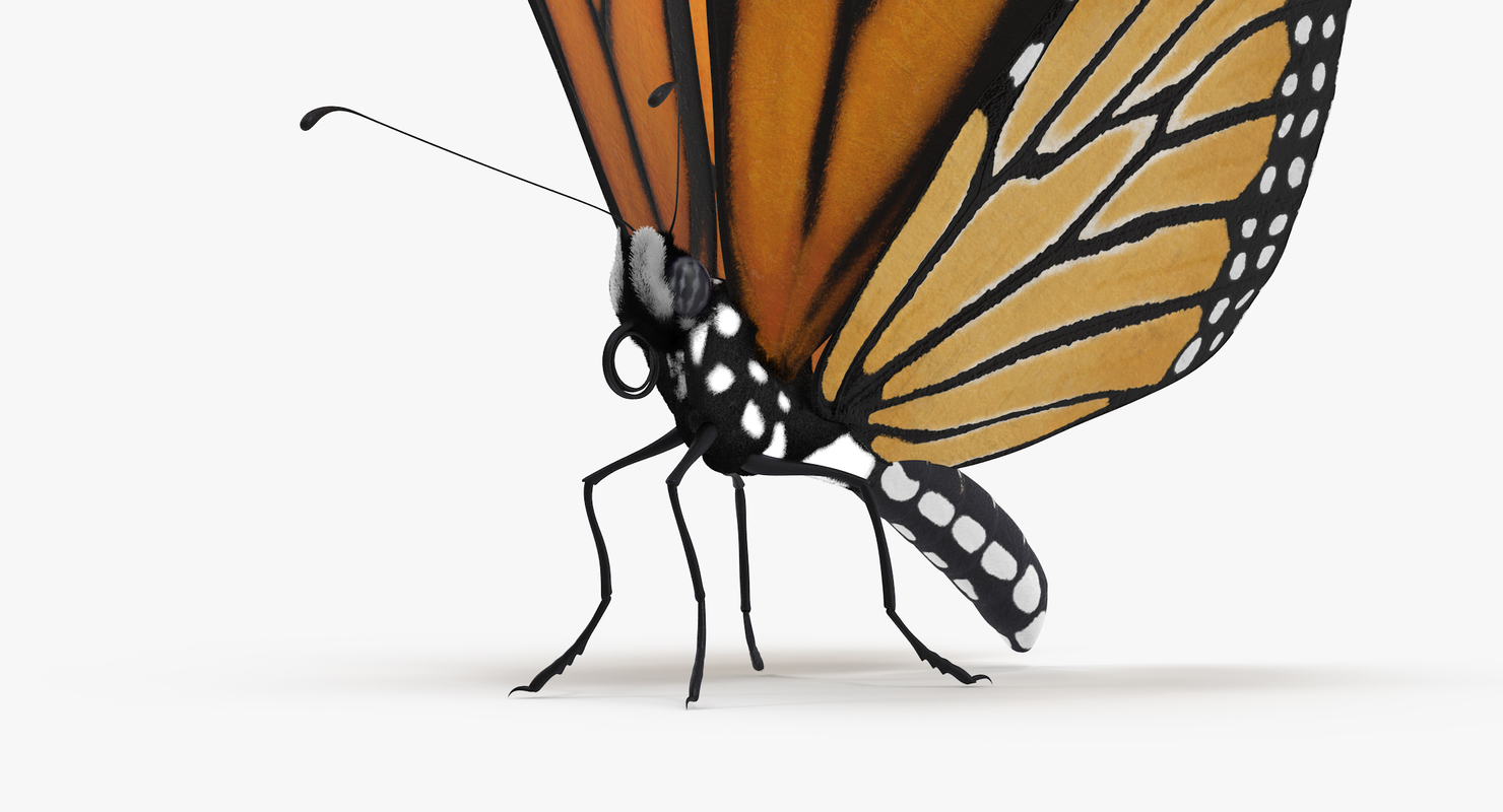 max monarch butterfly poses flying
