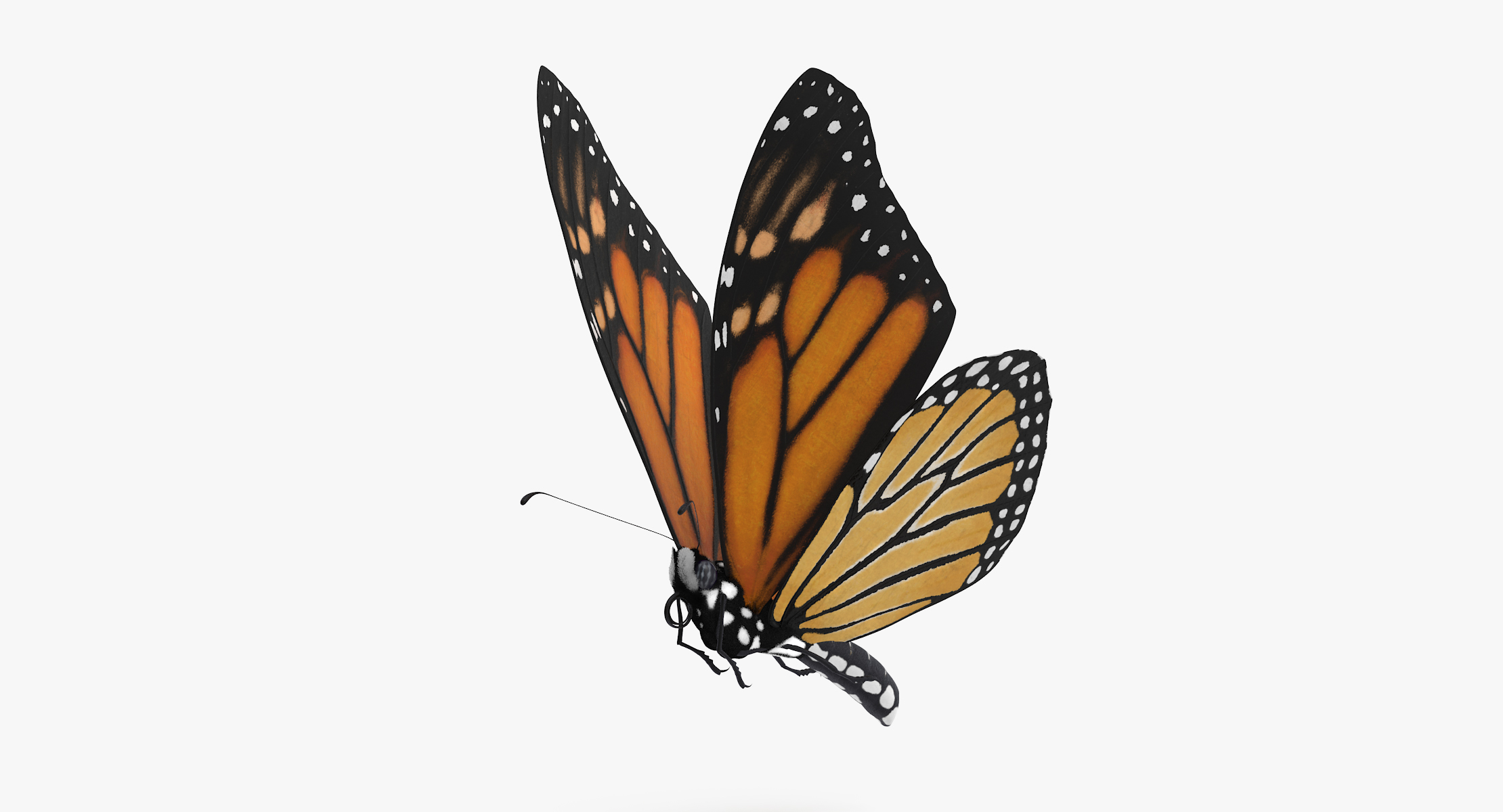 max monarch butterfly poses flying