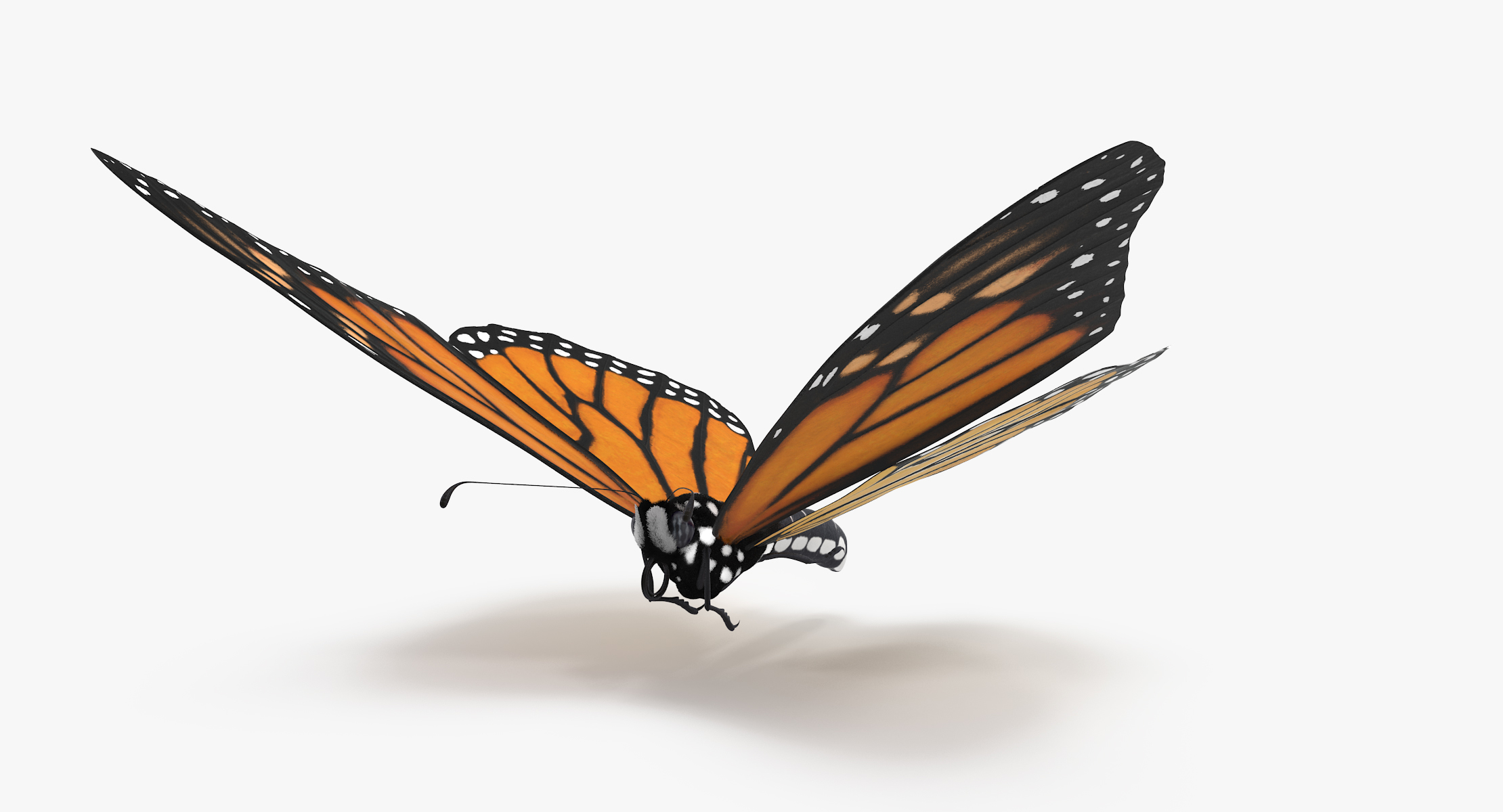 max monarch butterfly poses flying