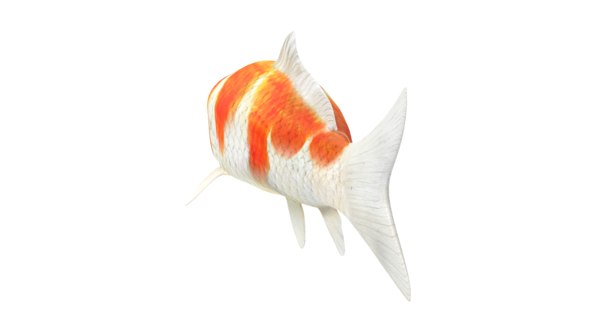 3d model koi fish