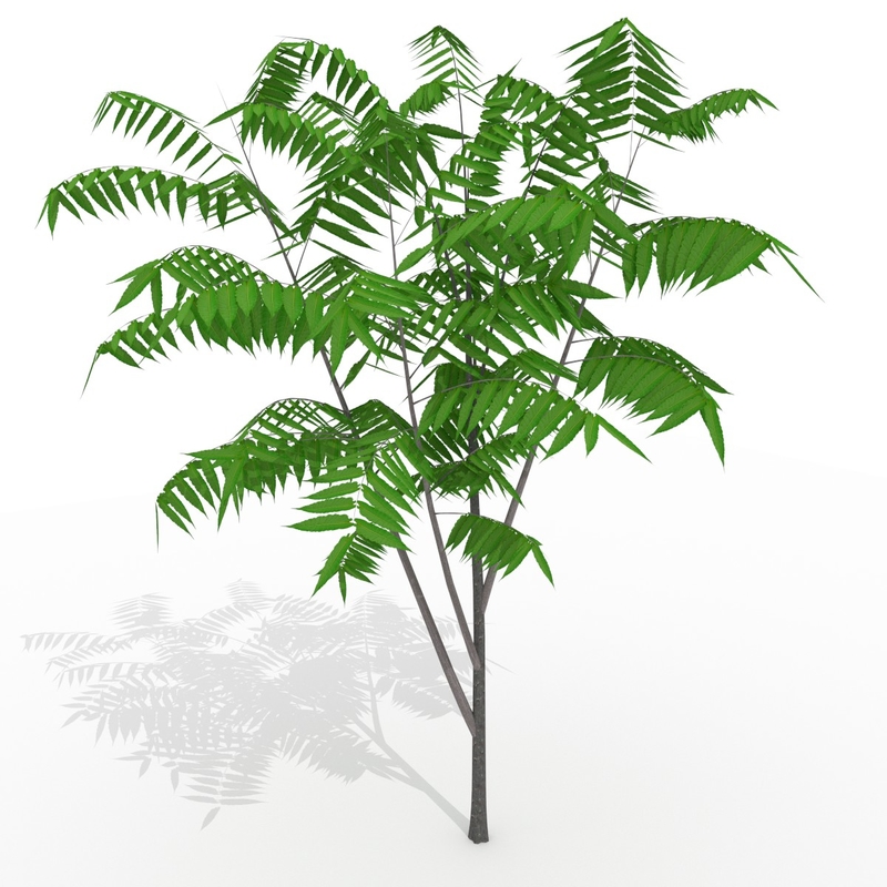 3d obj sumac tree