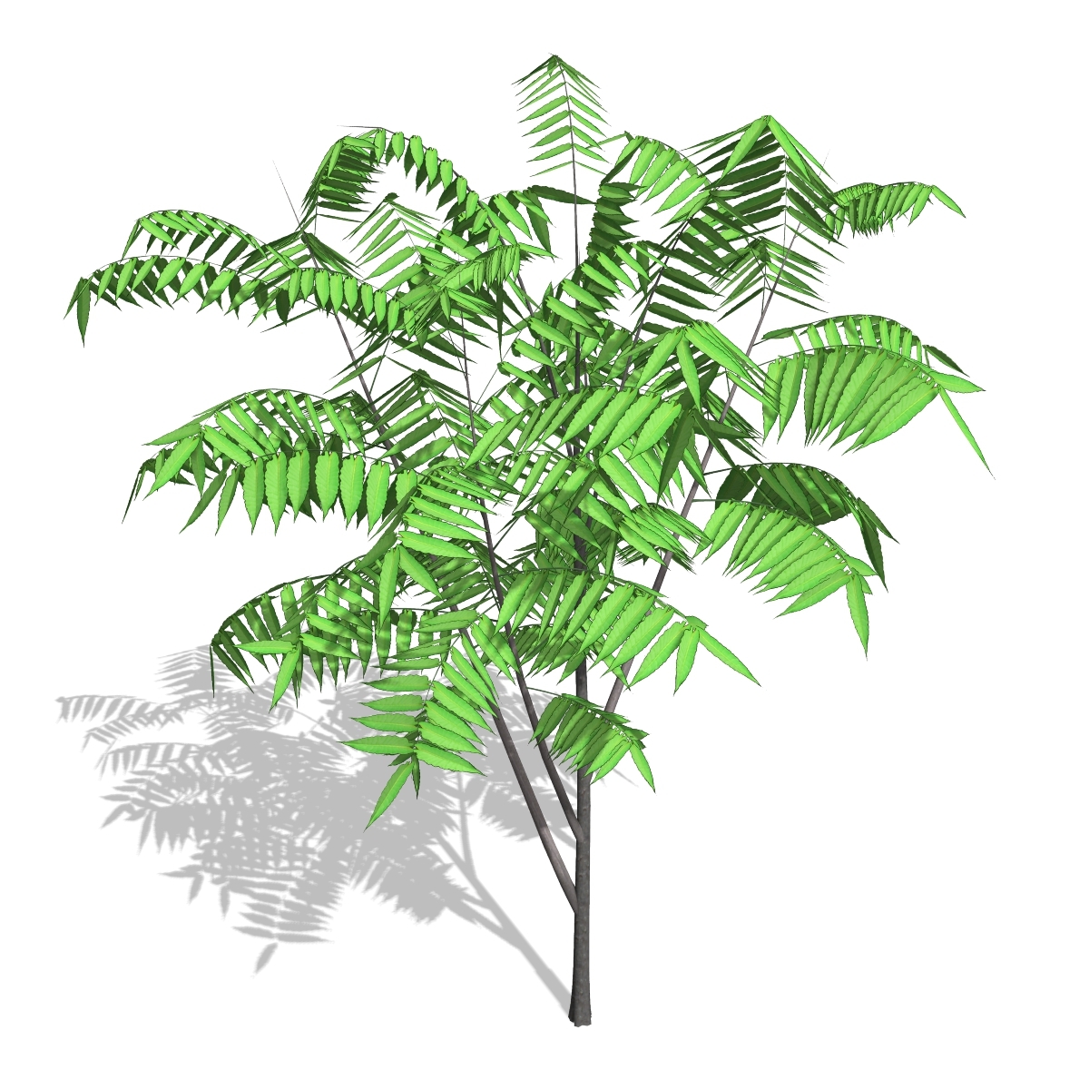 3d obj sumac tree