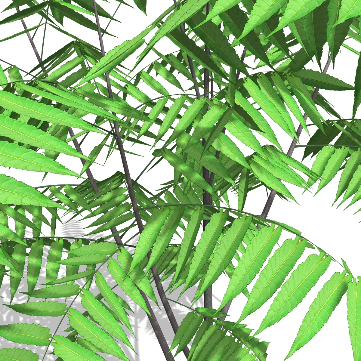 3d obj sumac tree